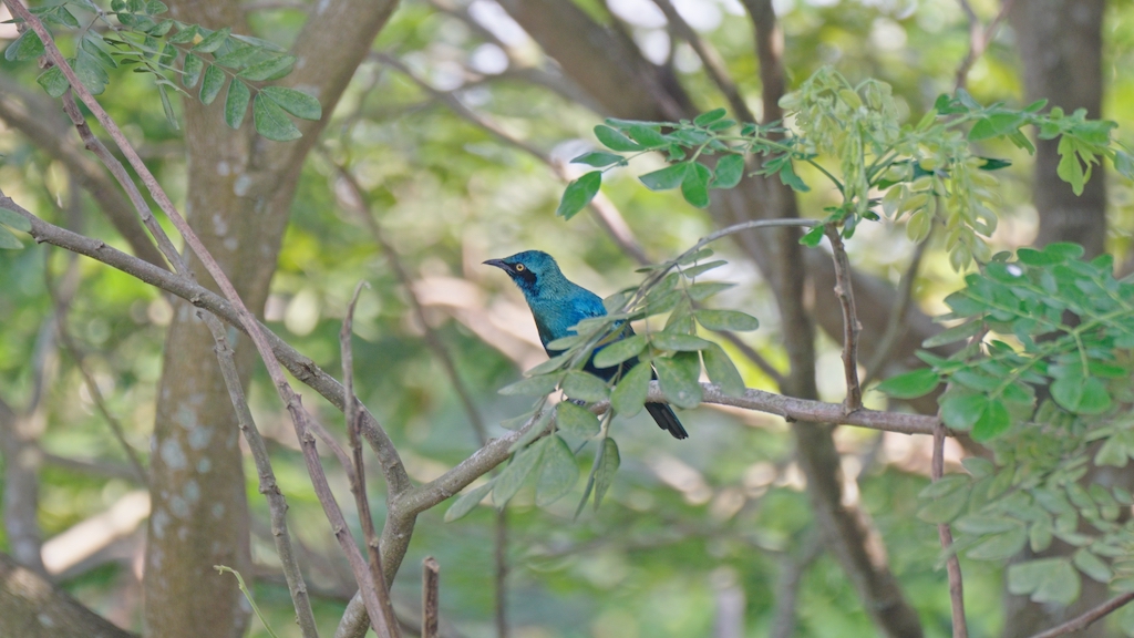 Ultimate Review & Guide to Bird Paradise – Dashing Heights